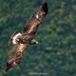 águila Real Birding Aragón
