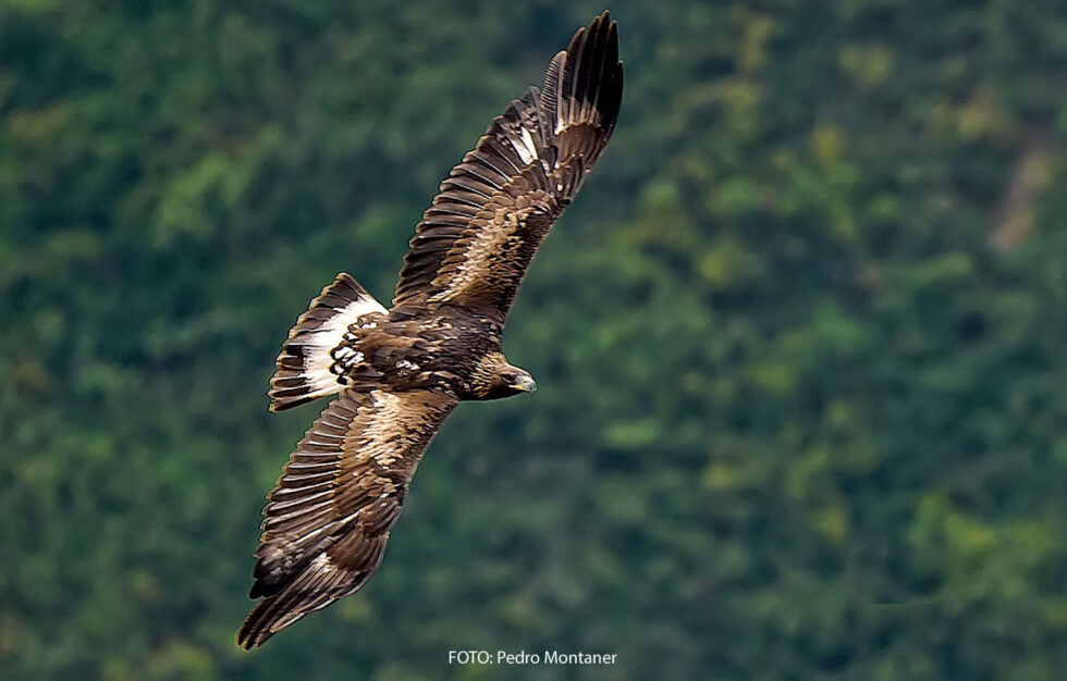 Águila real - Birding Aragón