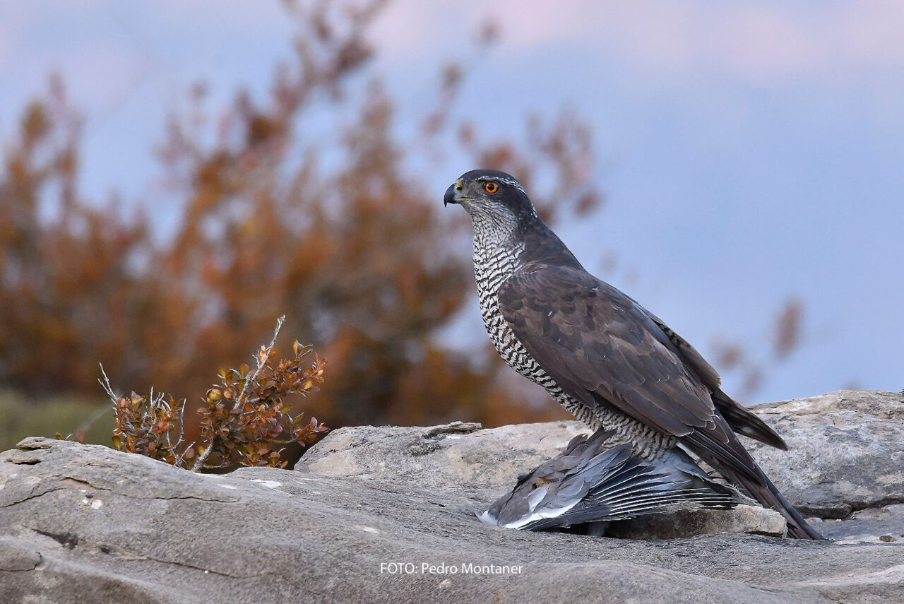 Azor común - Birding Aragón