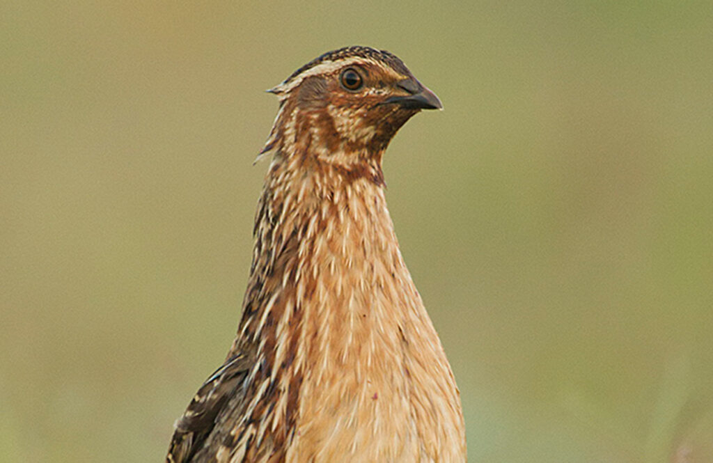 Codorniz común Coturnix coturnix Common Quail - Birding Aragón