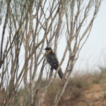 Great Spotted Cuckoo - Birding Aragón