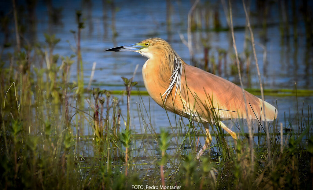 Squacco Heron - Birding Aragón