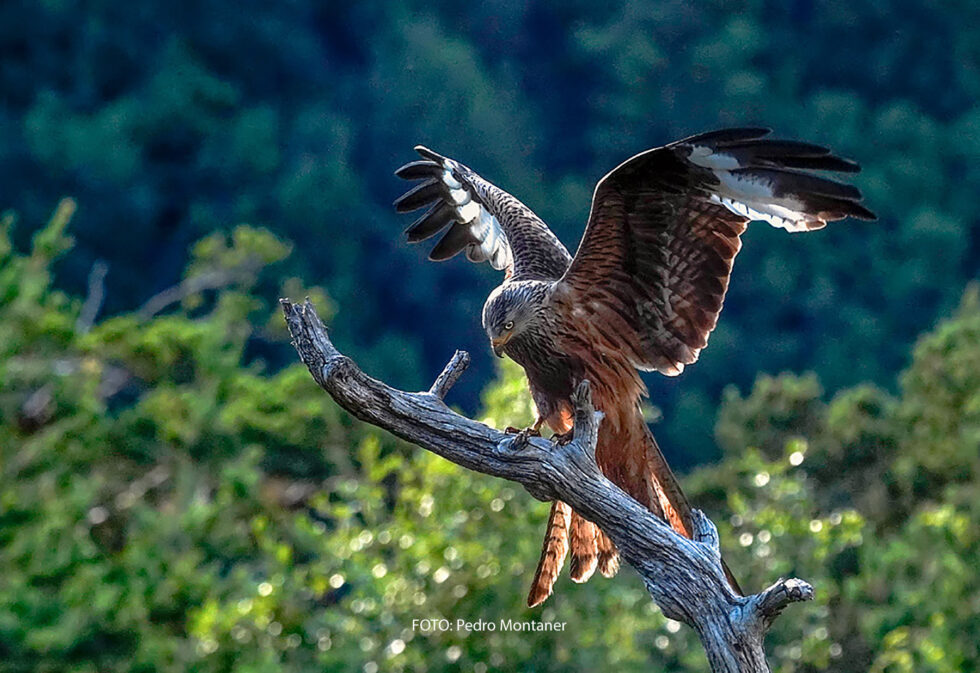 Milano real - Birding Aragón