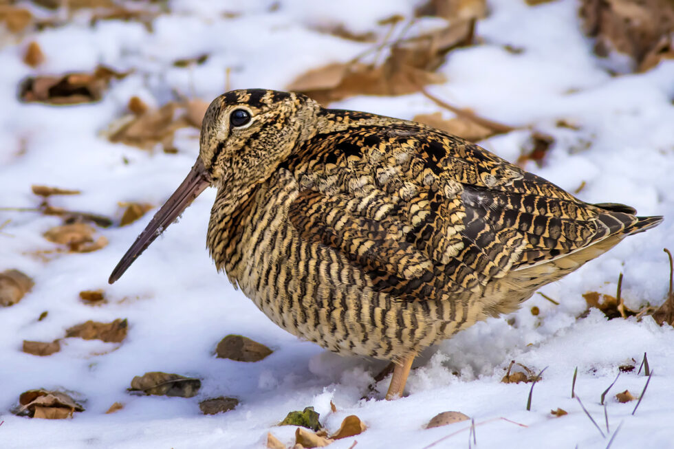 Chocha perdiz - Birding Aragón