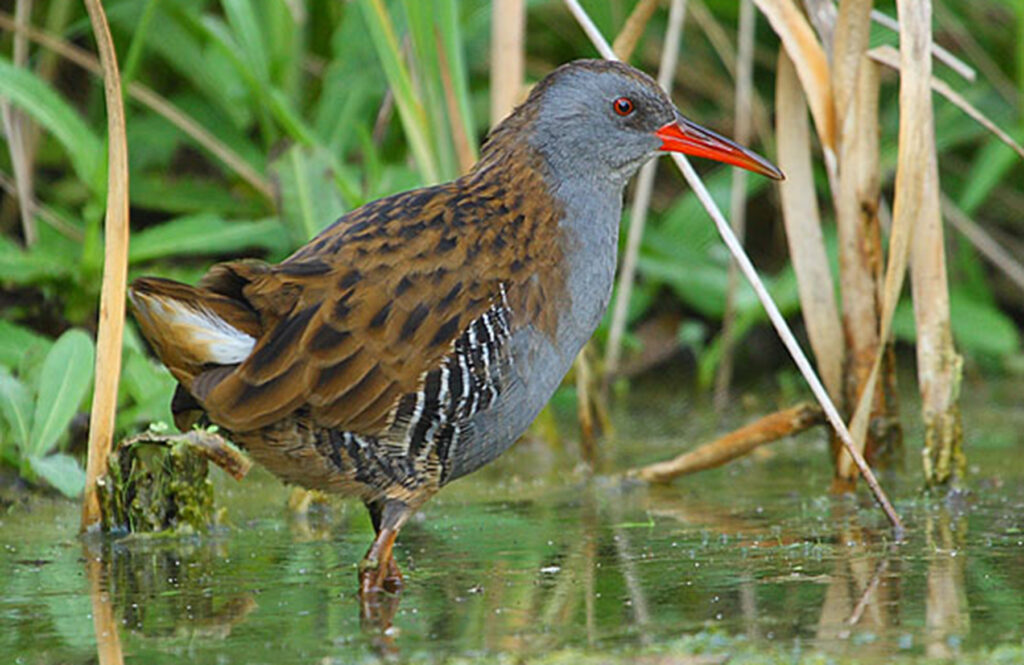Rascón europeo - Birding Aragón