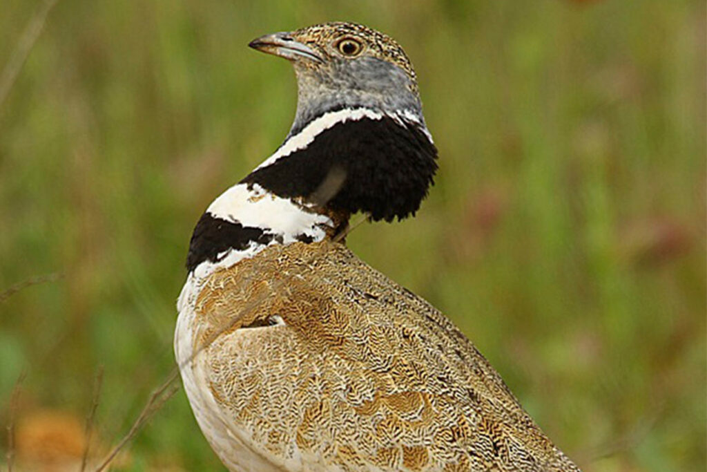 Sisón común Tetrax tetrax Little Bustard - Birding Aragón