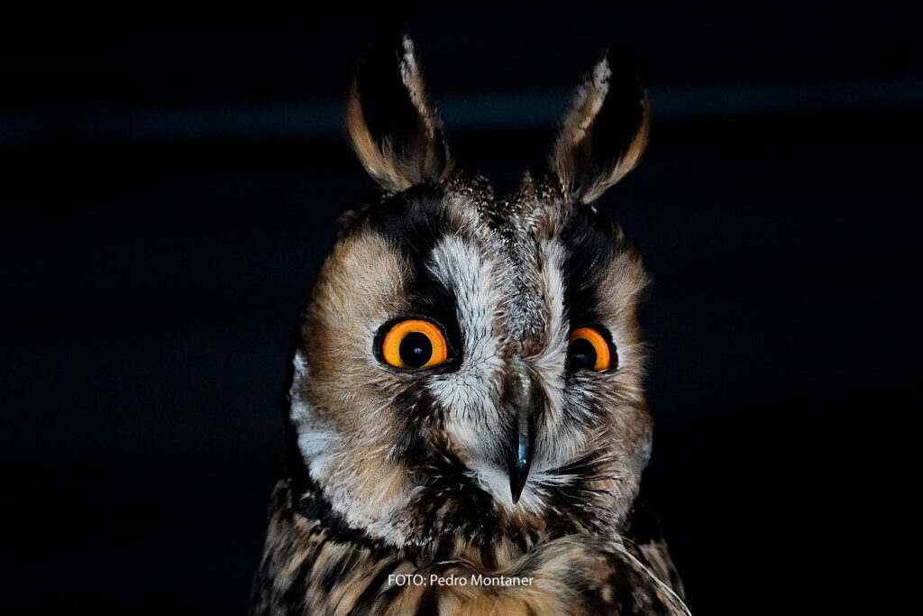 Búho chico - Birding Aragón
