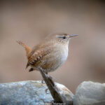 Chochín común - Birding Aragón