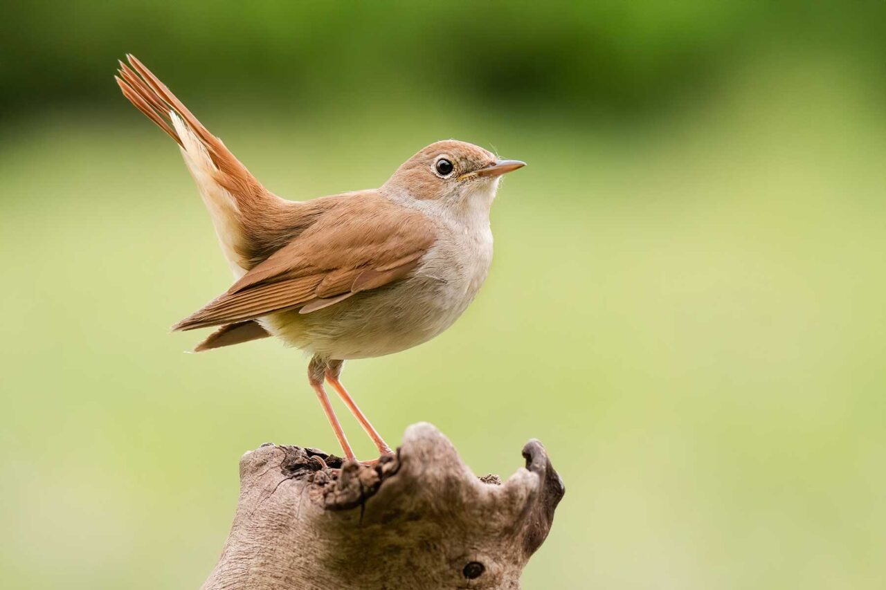 Ruiseñor común - Birding Aragón