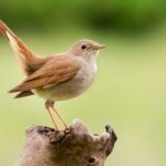 Ruiseñor común - Birding Aragón
