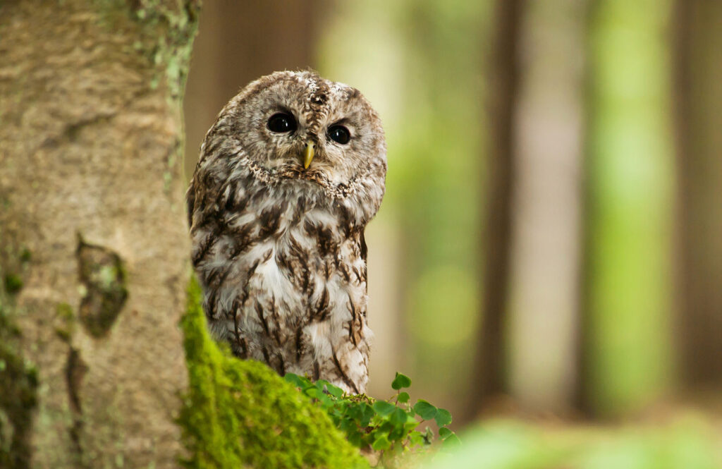 Cárabo común - Birding Aragón