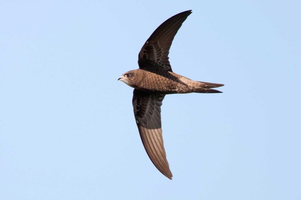 Vencejo común - Birding Aragón