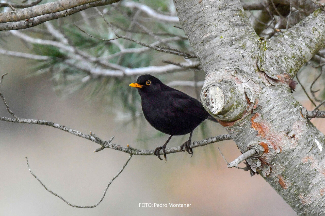 Mirlo común - Birding Aragón