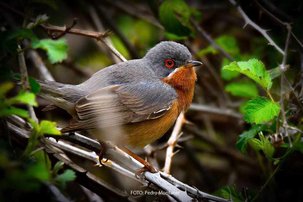 Subalpine Warbler - Birding Aragón