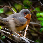 Subalpine Warbler - Birding Aragón