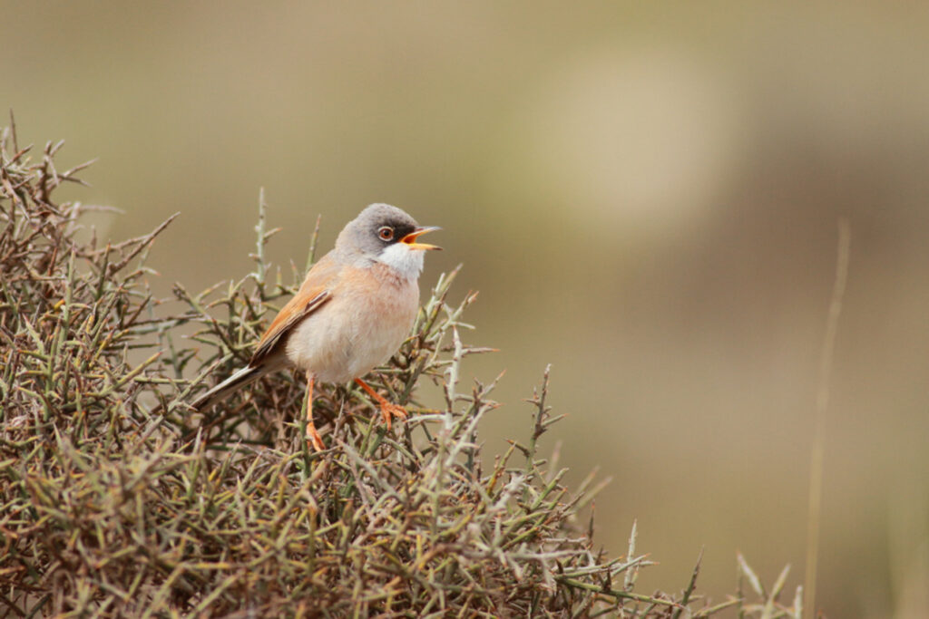 Curruca tomillera - Birding Aragón