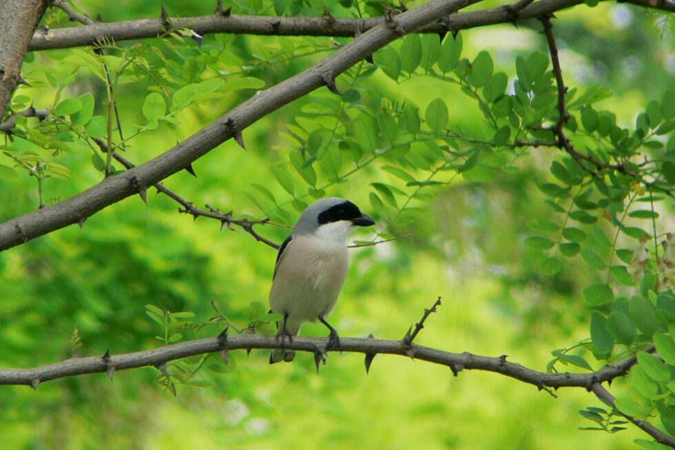 Alcaudón chico - Birding Aragón