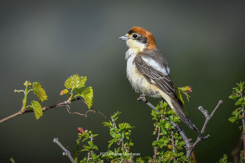 Alcaudón común - Birding Aragón