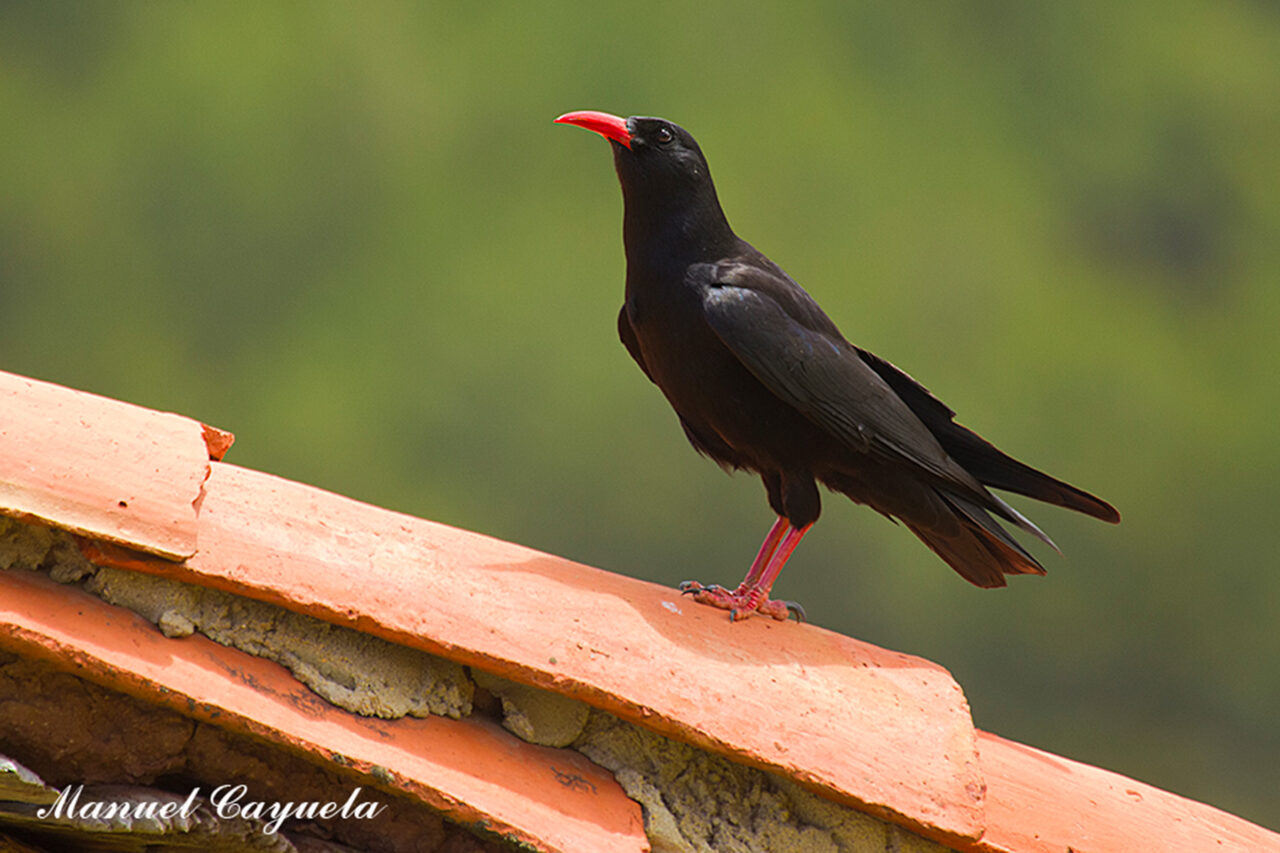 Chova piquirroja - Birding Aragón