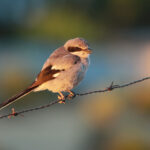Alcaudón real - Birding Aragón