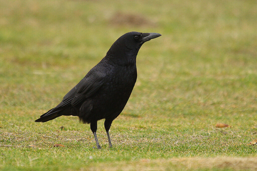 Corneja negra - Birding Aragón
