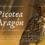 PICOTEA ARAGÓN - Birding Aragón
